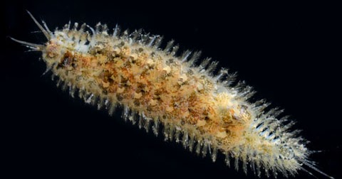 Variety of Life: Aphroditiformia