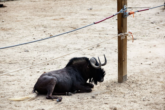 AUULLIDOS por LOBOLOPEZZ: #60. ANIMALADA - BEASTLY