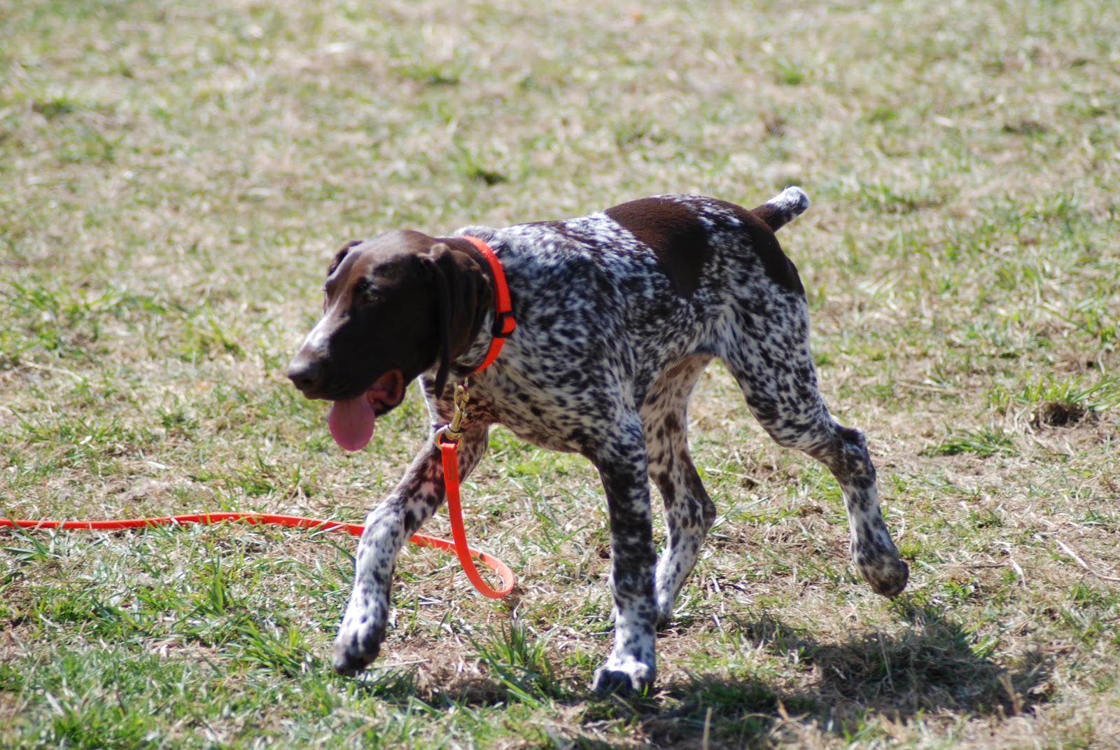 Adventures of a GSP Hunting Dog: Retrieving....