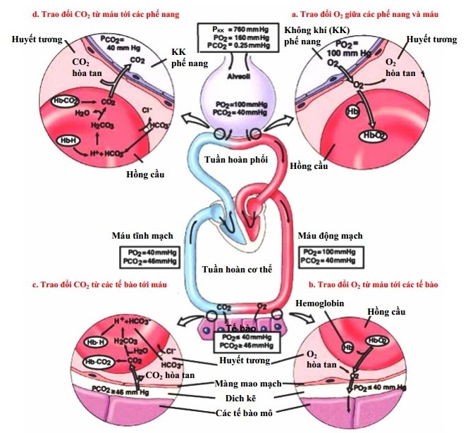 Các dạng vận chuyển khí Oxi và Cacbonic trong máu