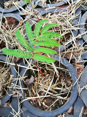 Bonito Pantanal MS: História de uma Muda: Angico Vermelho ...