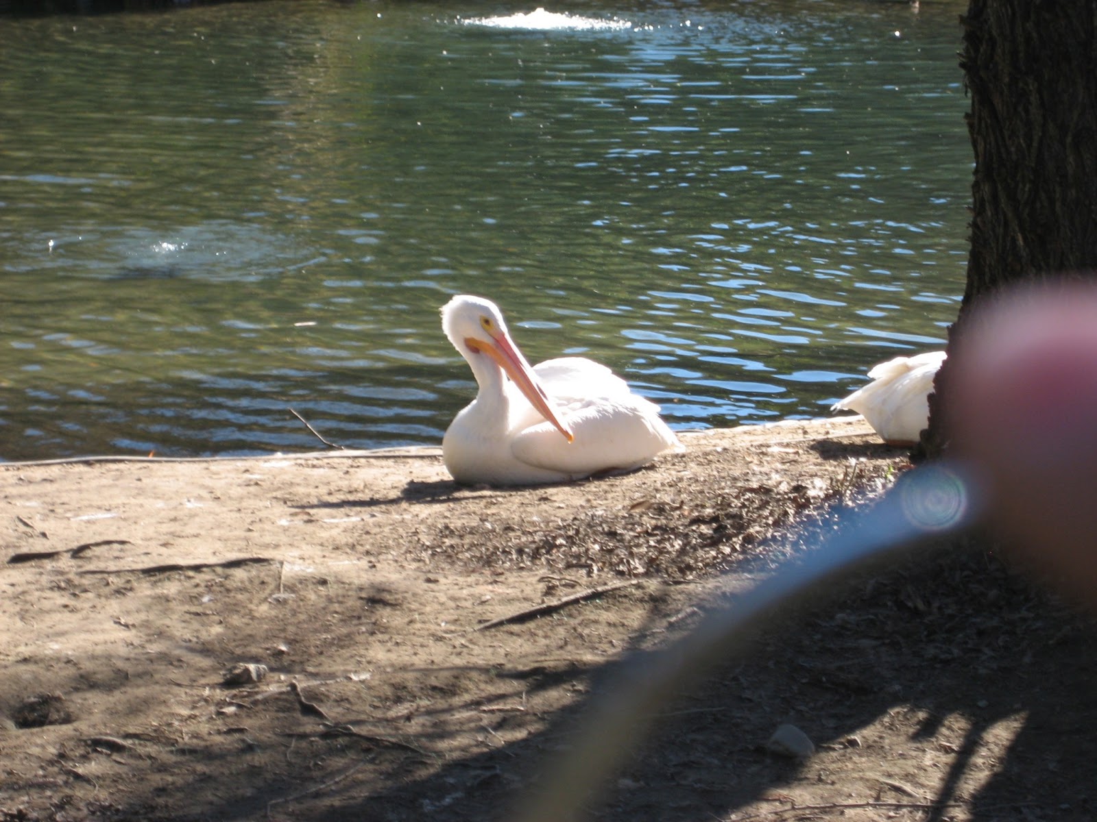 JHS AP Biology: Big Idea 1: The process of evolution drives the ...