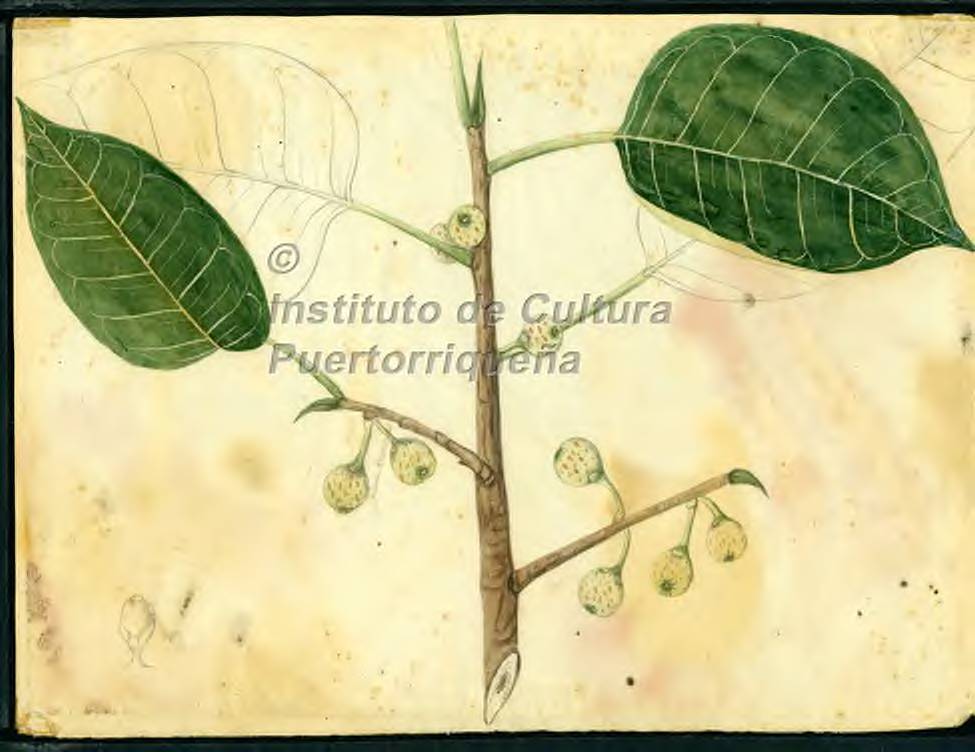 Flora de Puerto Rico Ilustrada Papo Vives: DR. AGUSTÍN STAHL ACUARELAS ...