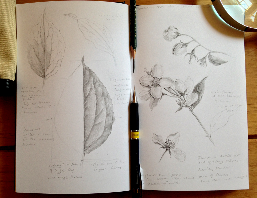 Botanical Sketchbook Collective: Botanical Sketchbook Course, Artist ...