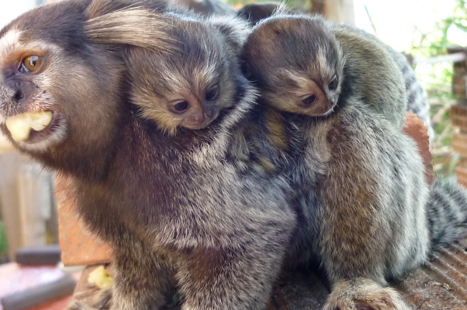 Meio Ambiente: Sagui