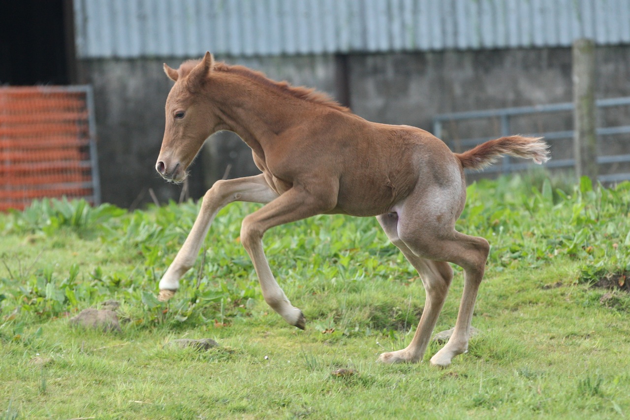 Chamfron Stud : Chamfron Inca - 2 days old