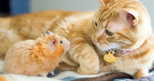 Sự tích Mèo và Chuột - Truyện cổ tích dân gian