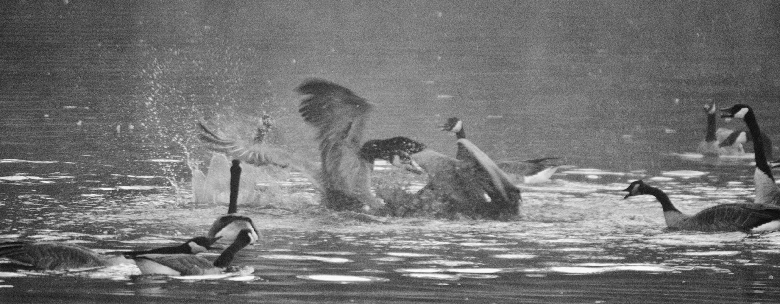Savoring Servant: Canada Geese Fighting