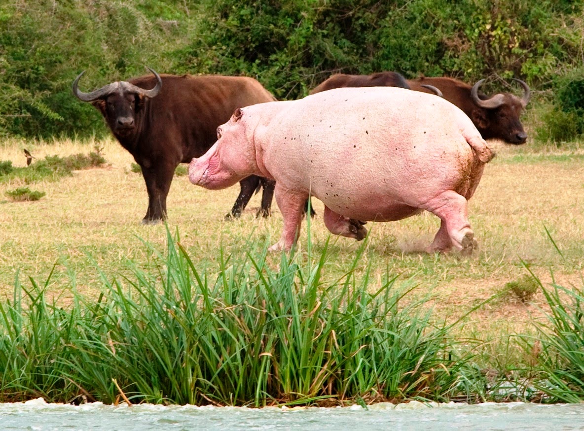 "Pink Hippo" spotted on Safari at Paraa Safari lodge - Photo by Penny ...