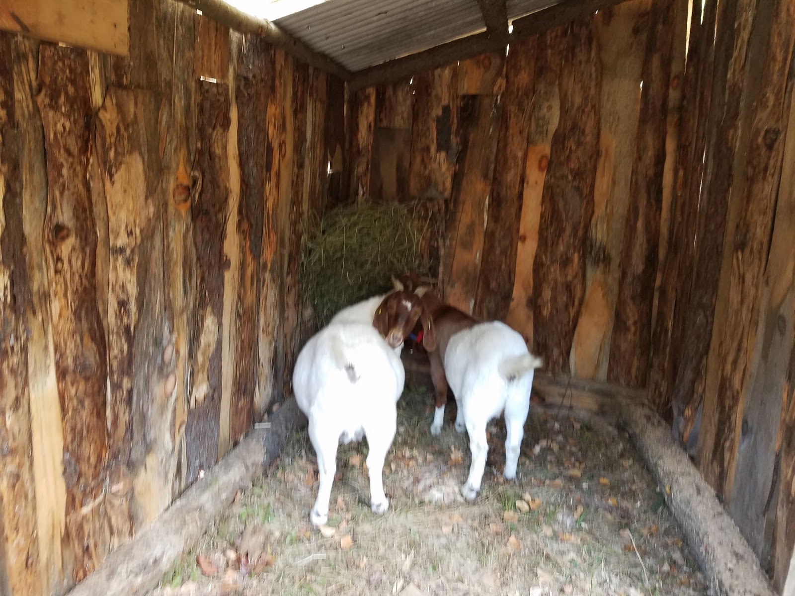 Linda Marcille, Fine Art ~ Crow House Studio: Welcome to the Goat Hut