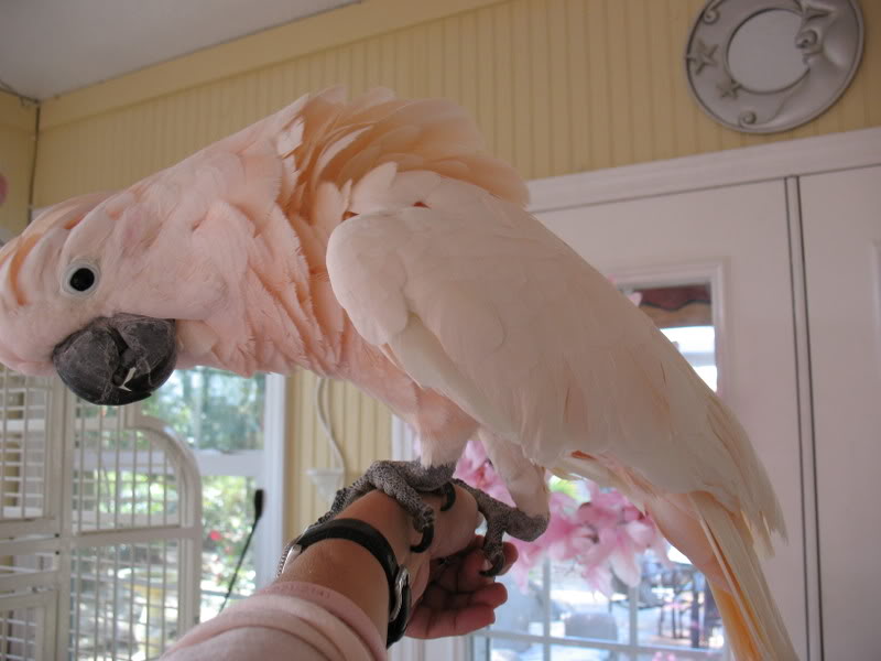 Pink umbrella cockatoo - spanxoler