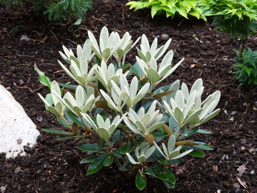 Hagtorpet: Odlingsvärda Rhododendron - R. `Silverleaf´