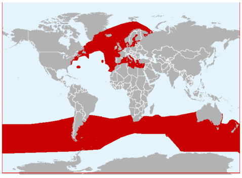 Artes de Pesca: VAMOS A PESCAR CAILON