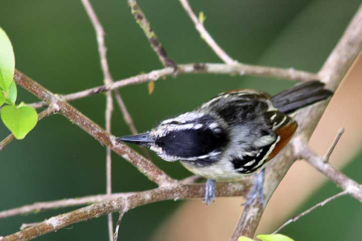 Fin de semana en Darién cercano, un reporte por Rafael Luck