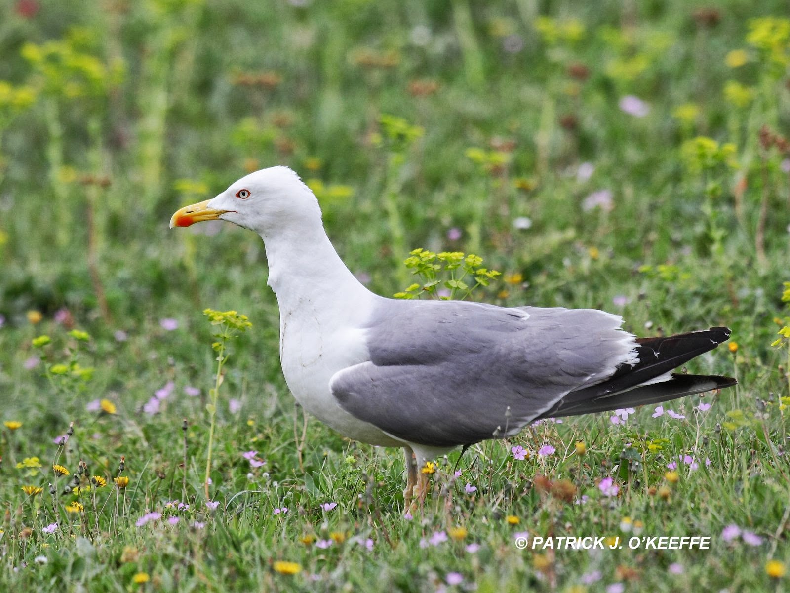 Raw Birds: YELLOW LEGGED GULL (Larus michahellis subspecies L. m ...