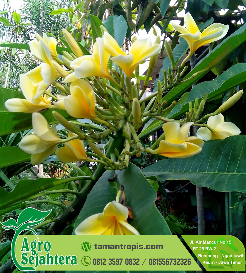 Harga Pohon Kamboja Kuning Cendana