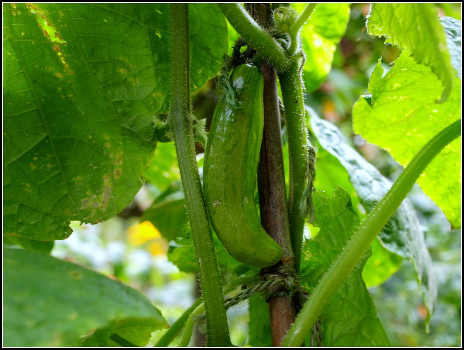 Mark's Veg Plot: A poor year for cucumbers