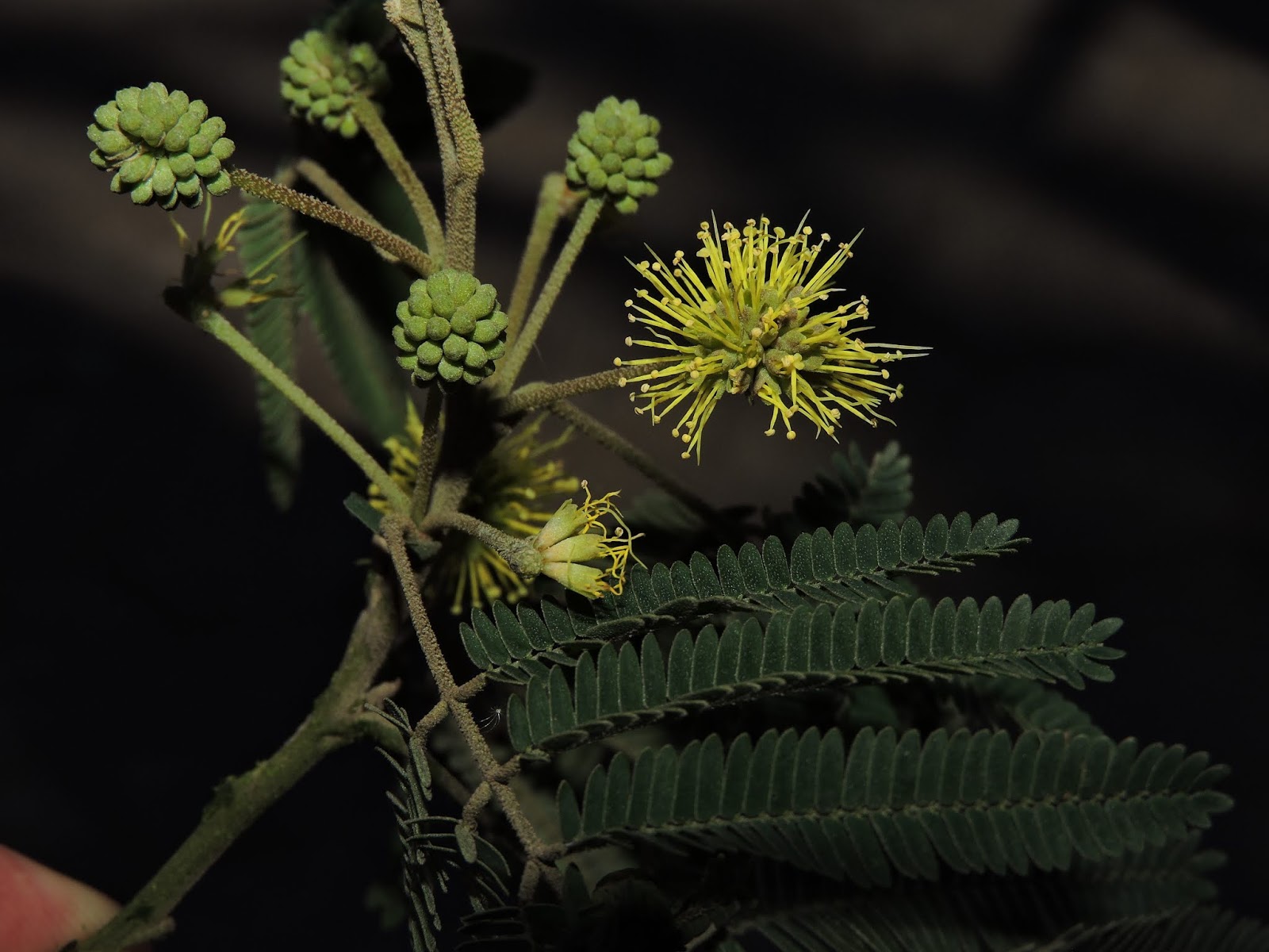 Fabaceae - Leguminosae no Brasil: Fabaceae - Mimosa scabrella Benth ...