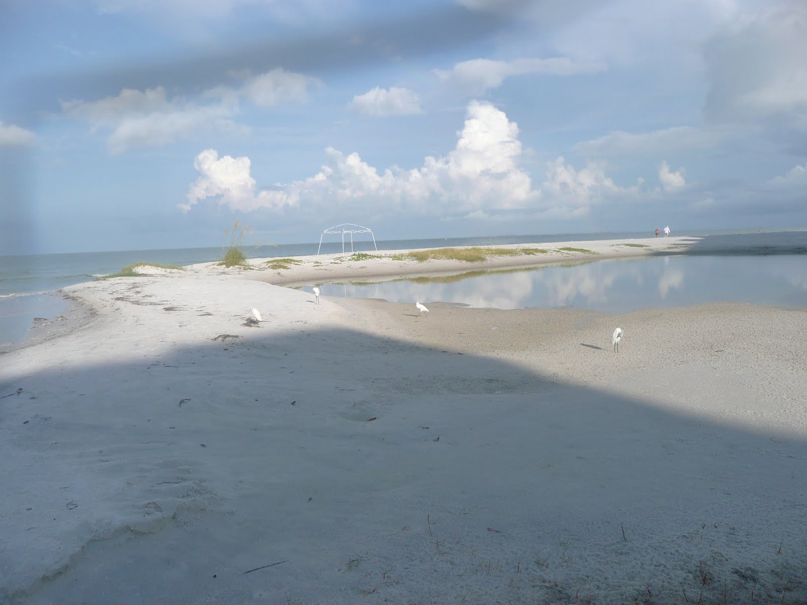 Florida Suncoast Birding: Snowy Plover - at Little Estero Lagoon Florida Suncoast Birding: Snowy Plover - at Little Estero Lagoon