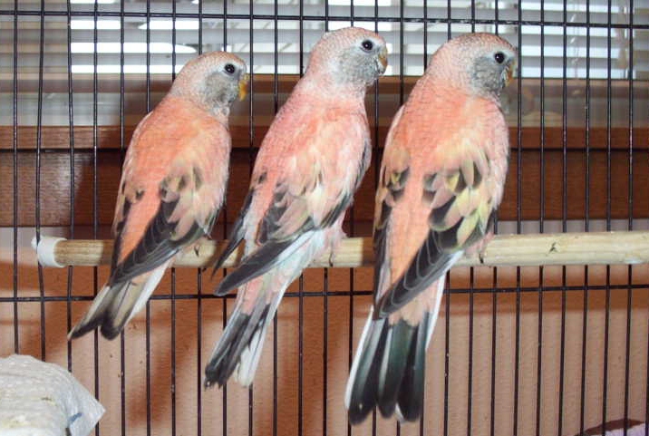 The Splendid Bourke Bird Blog: Bourke Parakeets, 5 weeks old