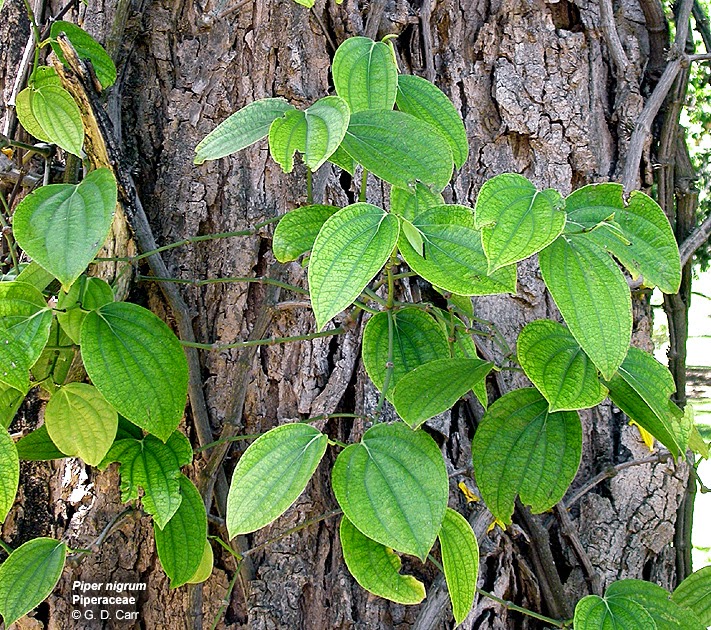 KoreshInfo : Paku Tanduk Rusa dan Pohon Inang .....Udang dan Mentimun Laut