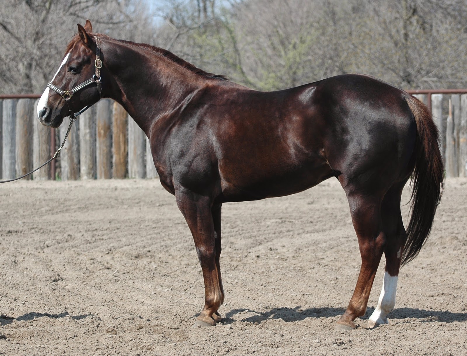 Hope and Horses: Horse Color Genetics: Differentiating Shade and Actual ...