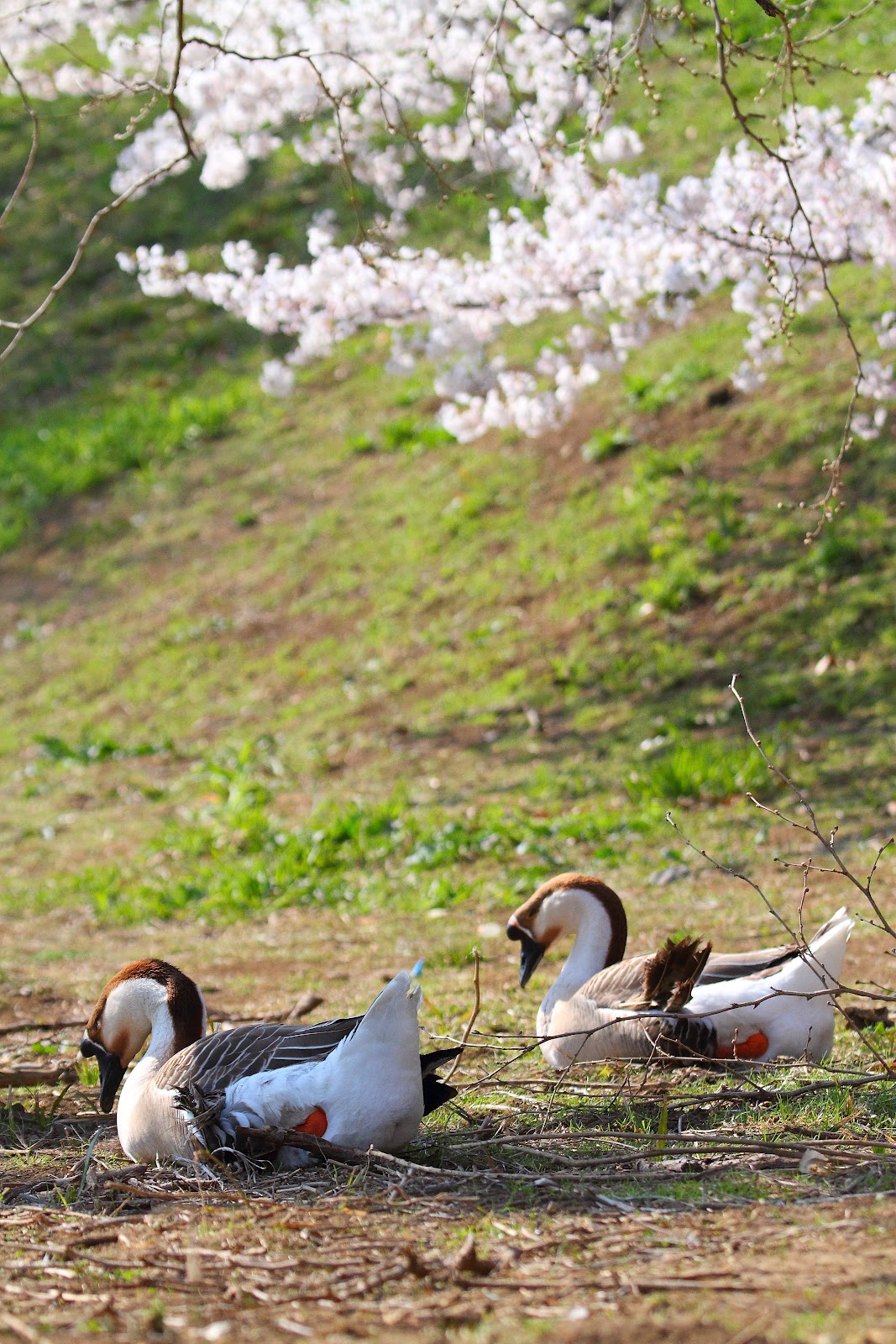 Pokharaphotography : A Glimpse of Haru (Spring ) in Japan ...