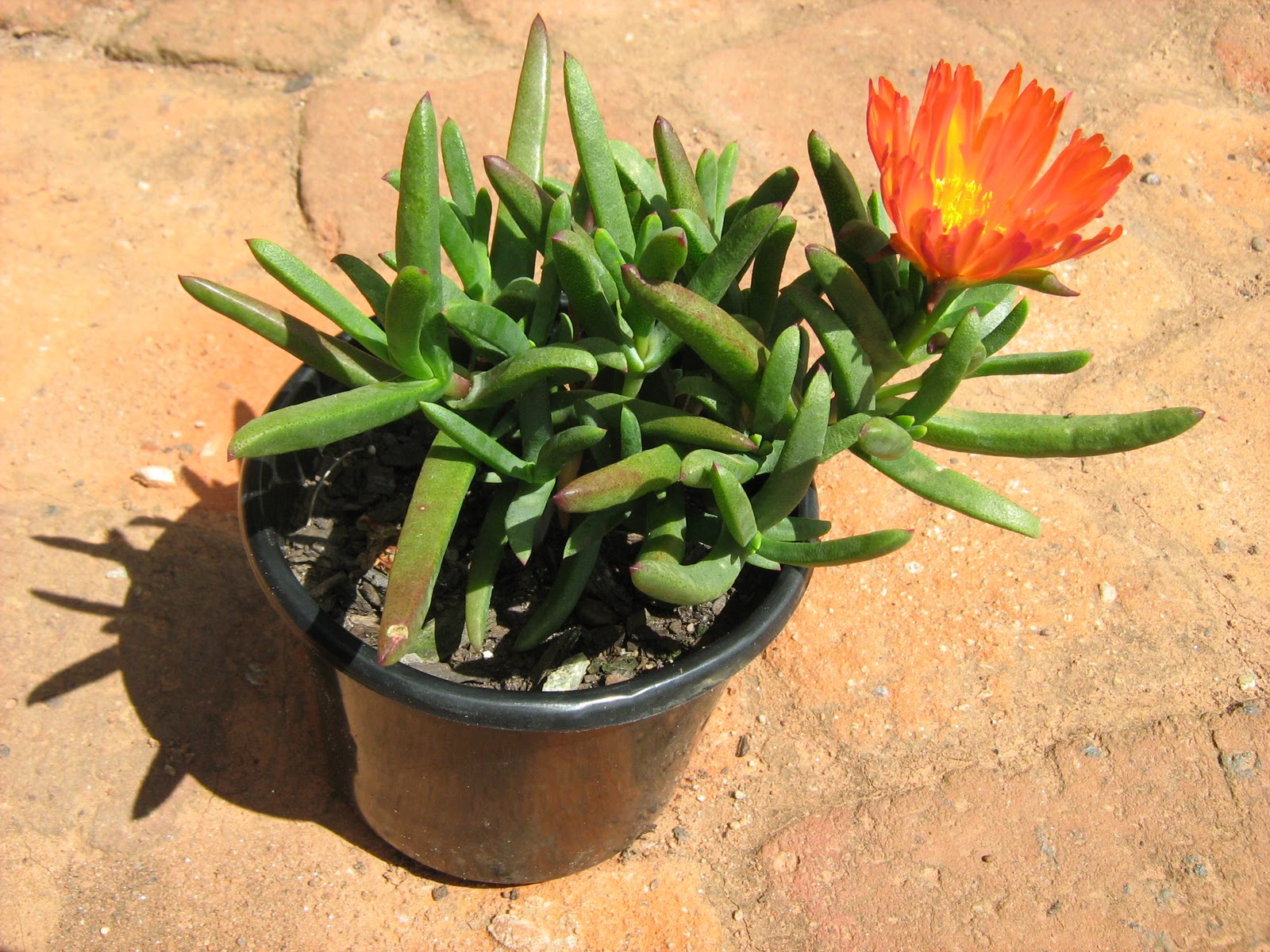 New Plant Indigenous