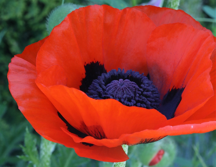 Powell River in Photos: Red Poppy