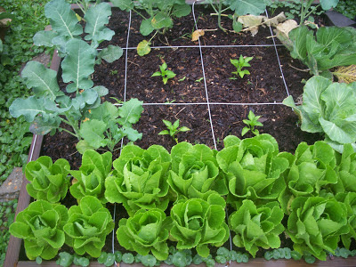 Homestead Life: How To Build a Square Foot Garden