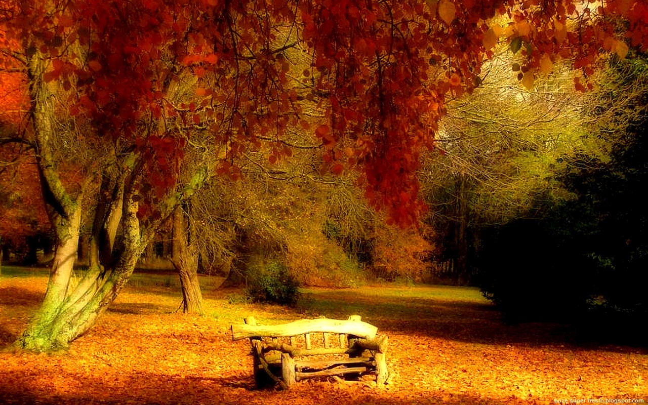 Frunze de Toamna - Nostalgie de Toamna | Poze Super Misto