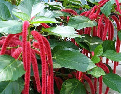 8 Benefits of Cat Tail Flowers For Health