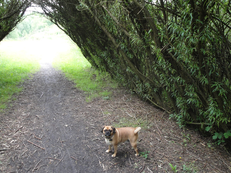 Ten thousands of shady tunnels in all the drylands: only a dream ...