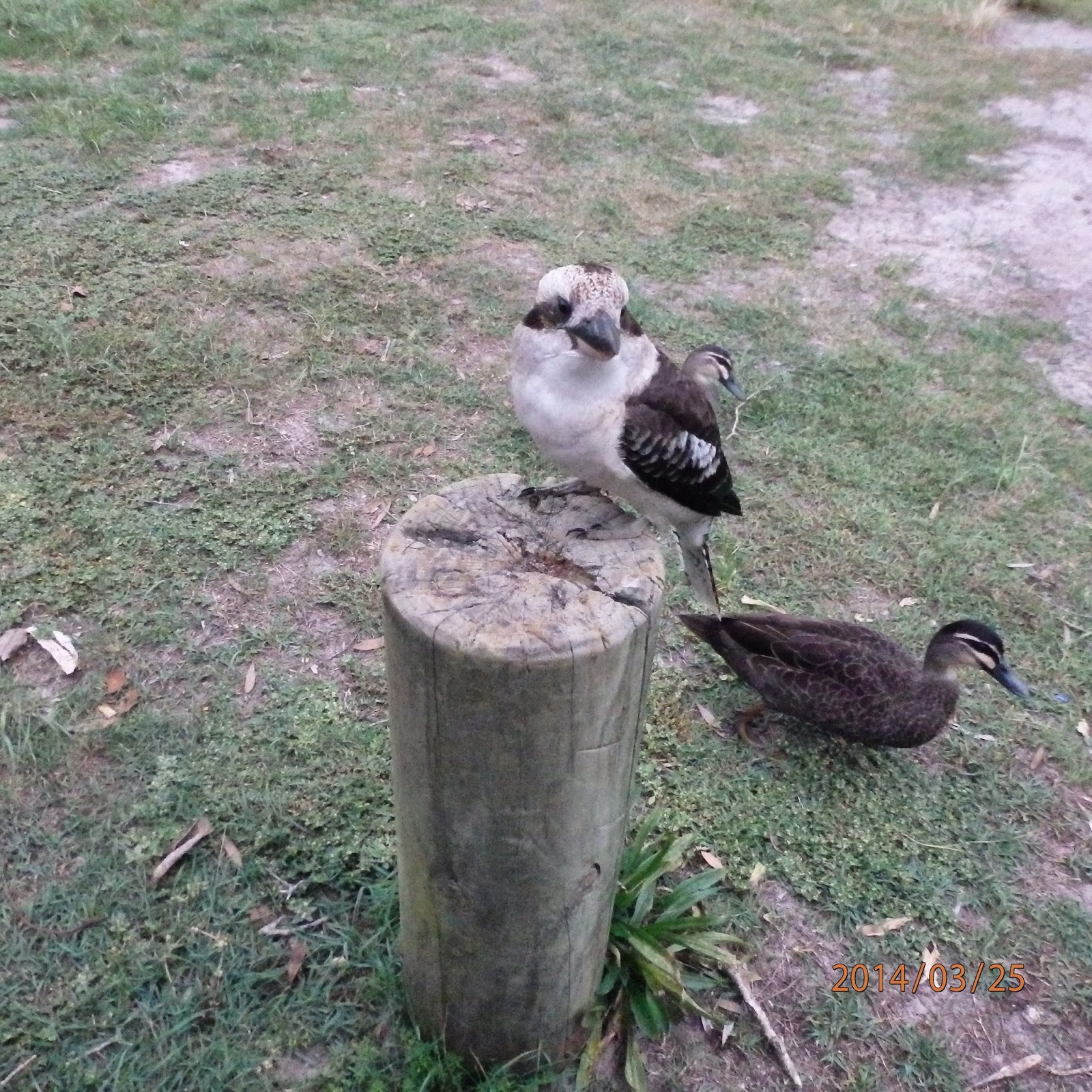 Witchwae Returns to Big Island: Cheeky Kookaburras