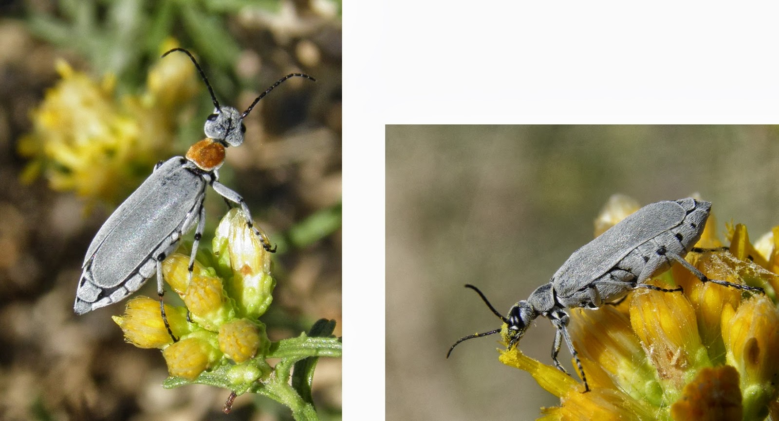 Arizona: Beetles, Bugs, Birds and more: October Bugs on Burroweed