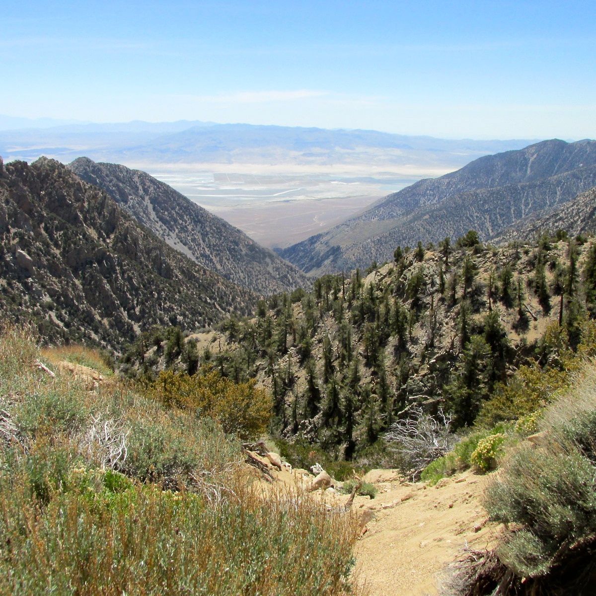 Travel With Whippets: Lone Pine, California