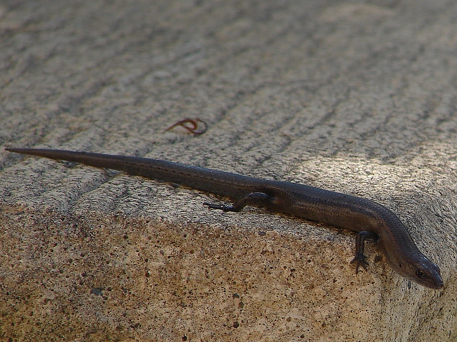 Snap Happy Birding: Common garden skink