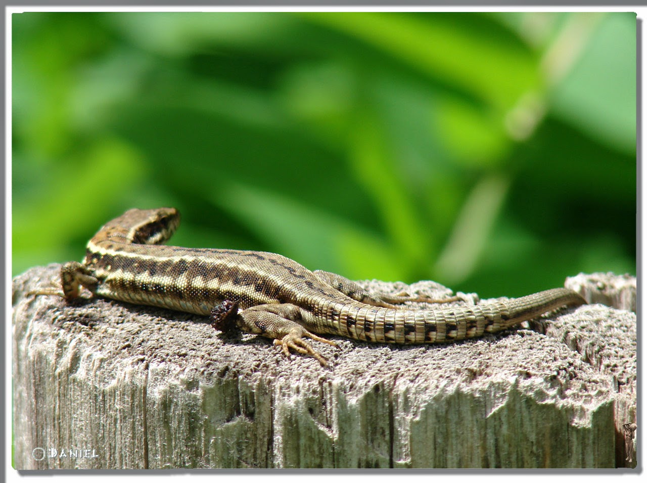 Photos Daniel: Lézard