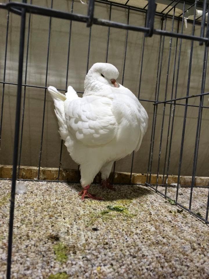 Fancy Pigeon Breeds: Modena Pigeons