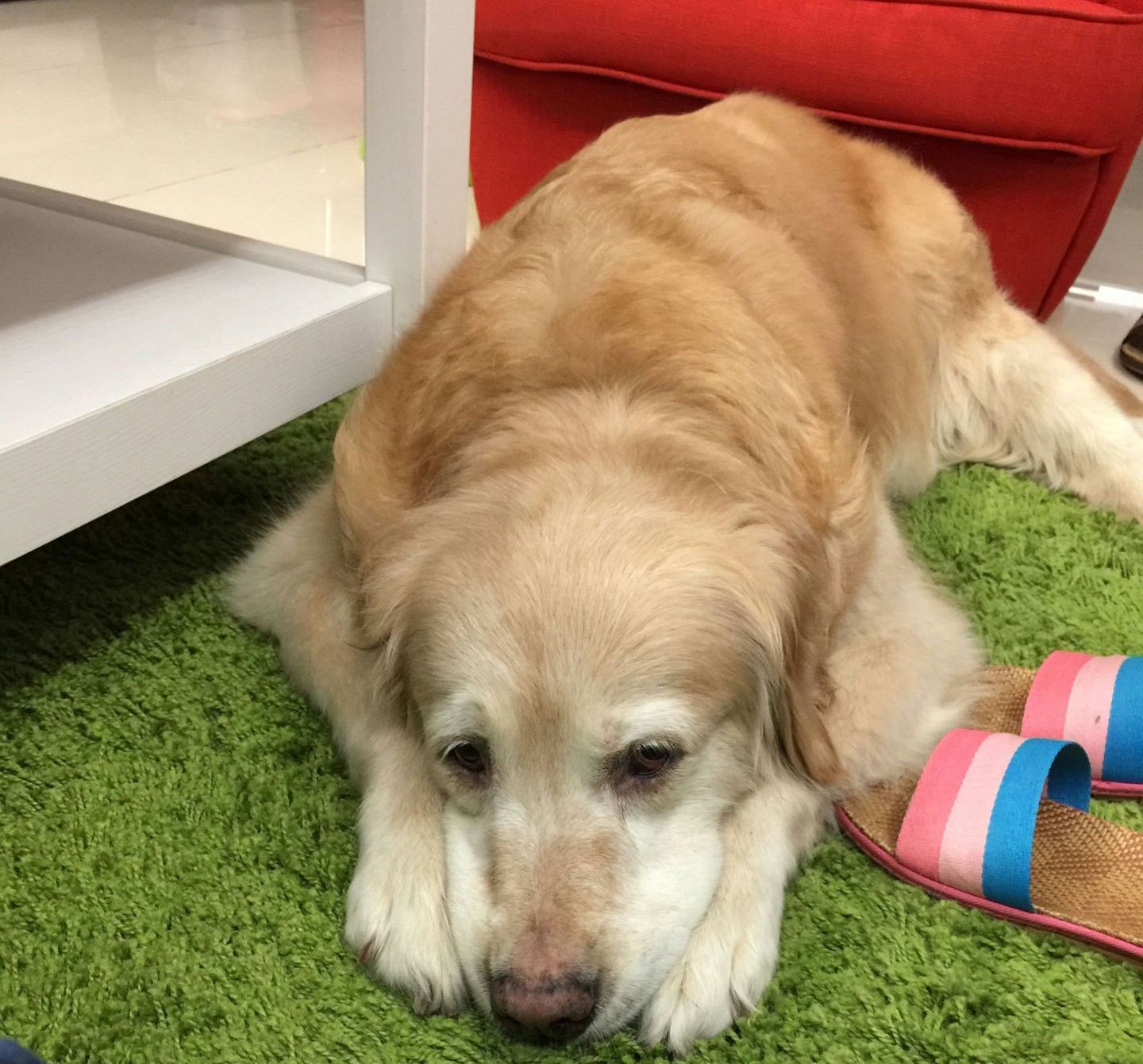 Entre China y España: ¿Perro u oveja?