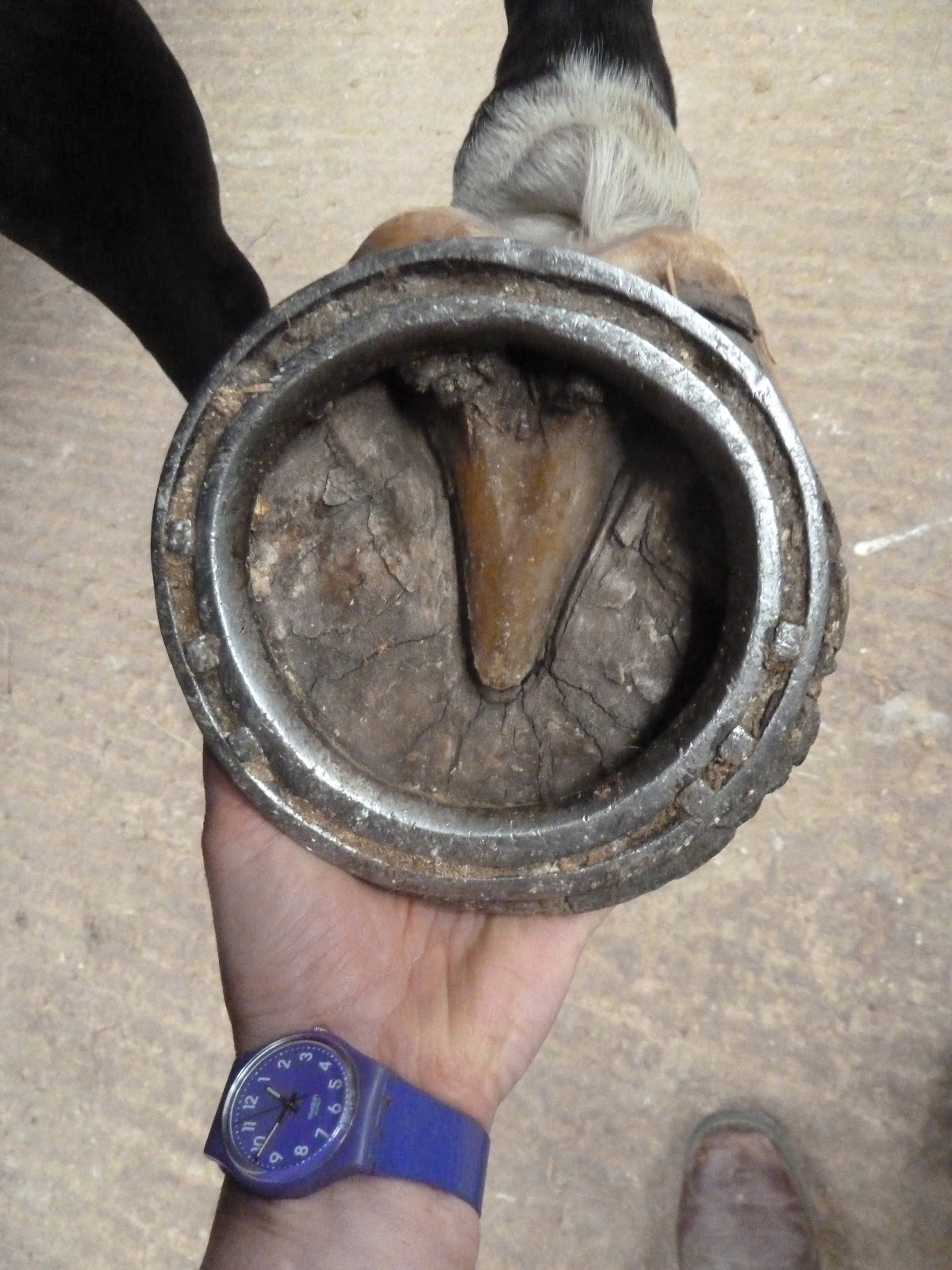 Rockley Farm: The hoof, the whole hoof and nothing but the truth