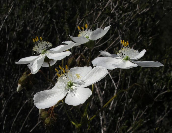 Esperance Wildflowers: Drosera macrantha subsp. macrantha – Bridal ...