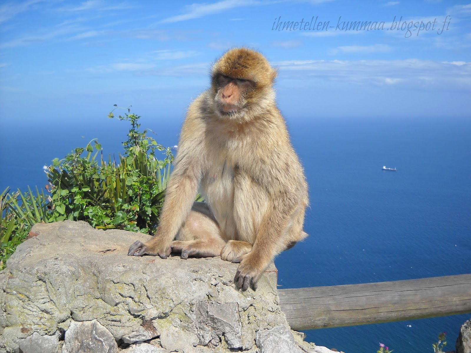 Ihmetellen kummaa tuota...: Gibraltar