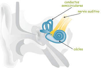 OÏDA - EL COS HUMÀ
