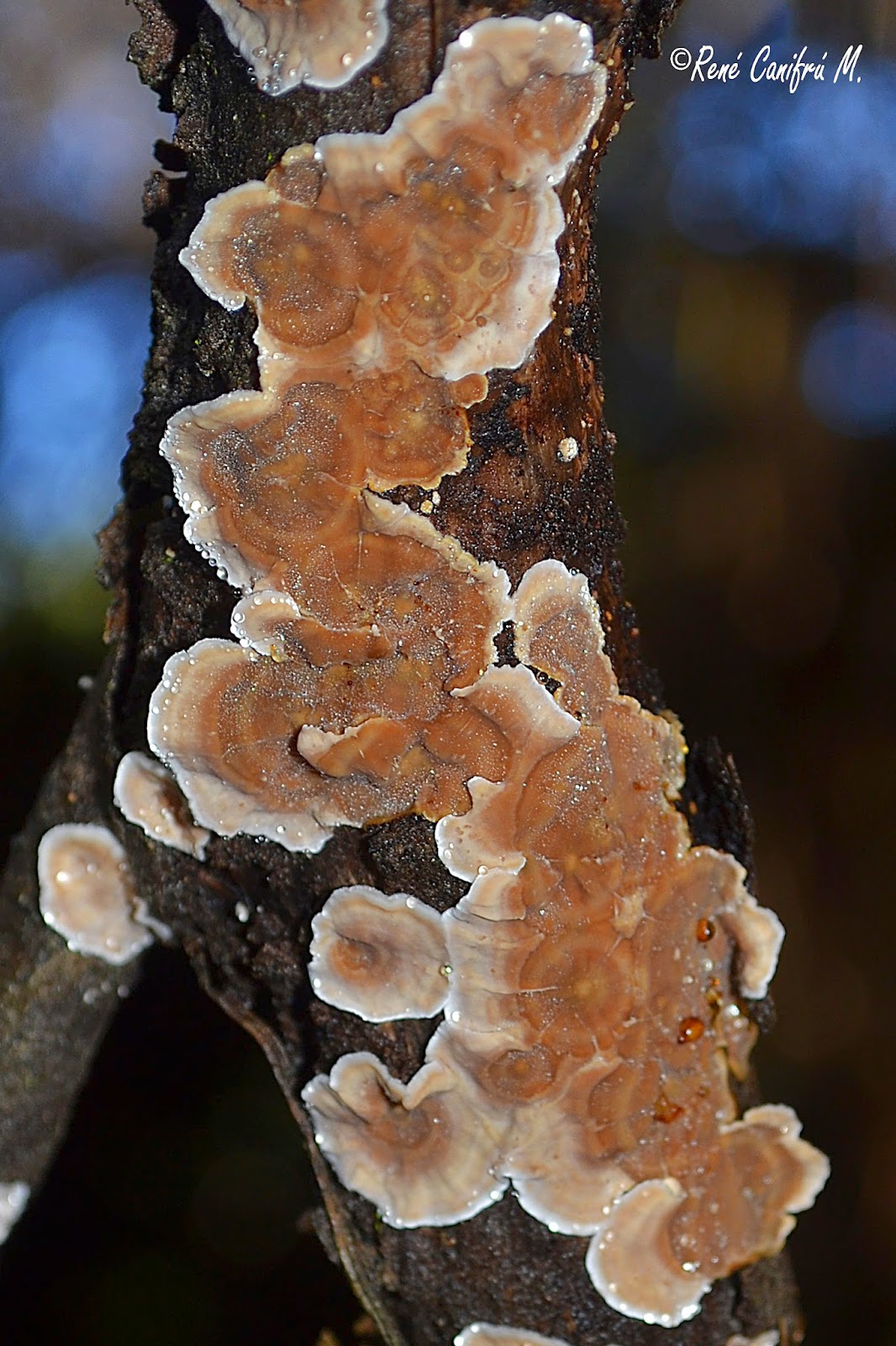 Hongos: Stereum rameale