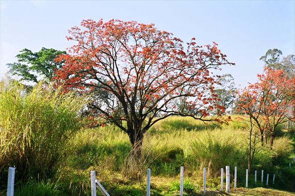 Mulungu - Erythrina mulungu