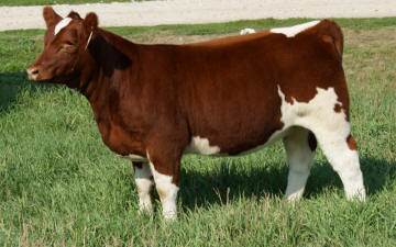 RCC Blog: MAB Calves