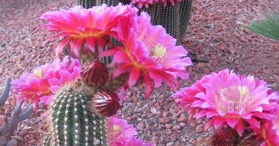 Flowering Cactus | Express Photos