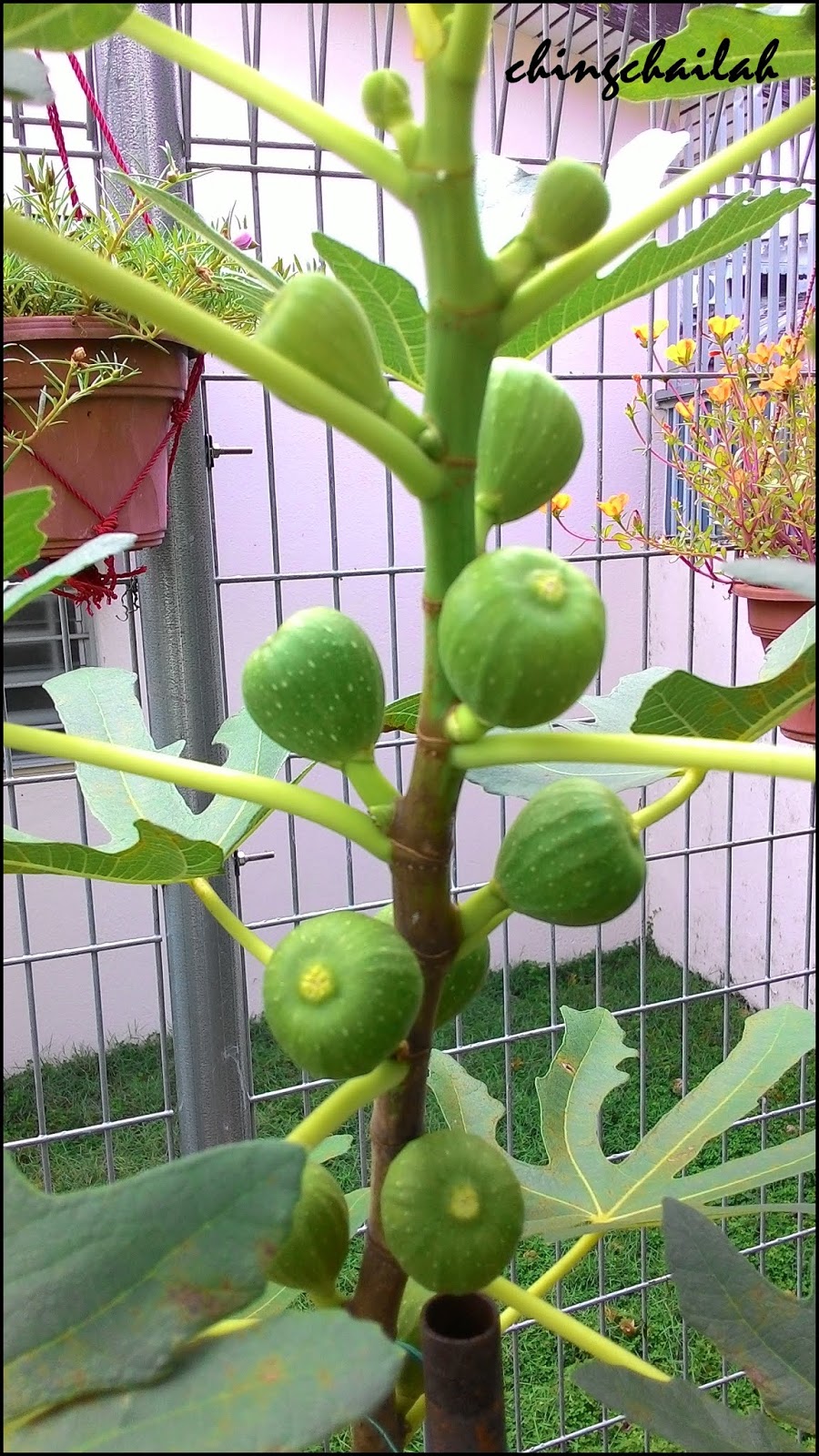 Simple Living In Nancy: Successful Air Layering Of My Fig Plants