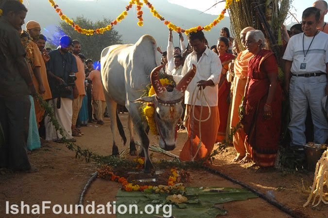 Legacy of Wisdom: Why do we celebrate Pongal or Makar Sankranti ...